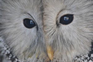 shaping behavior - Animal Training Acdemy