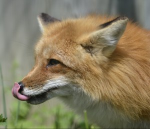 shaping behavior - Animal Training Acdemy