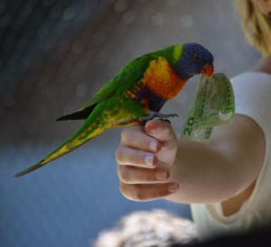 LESSON 10 - Shaping behaviour. QUIZ - Animal Training Academy