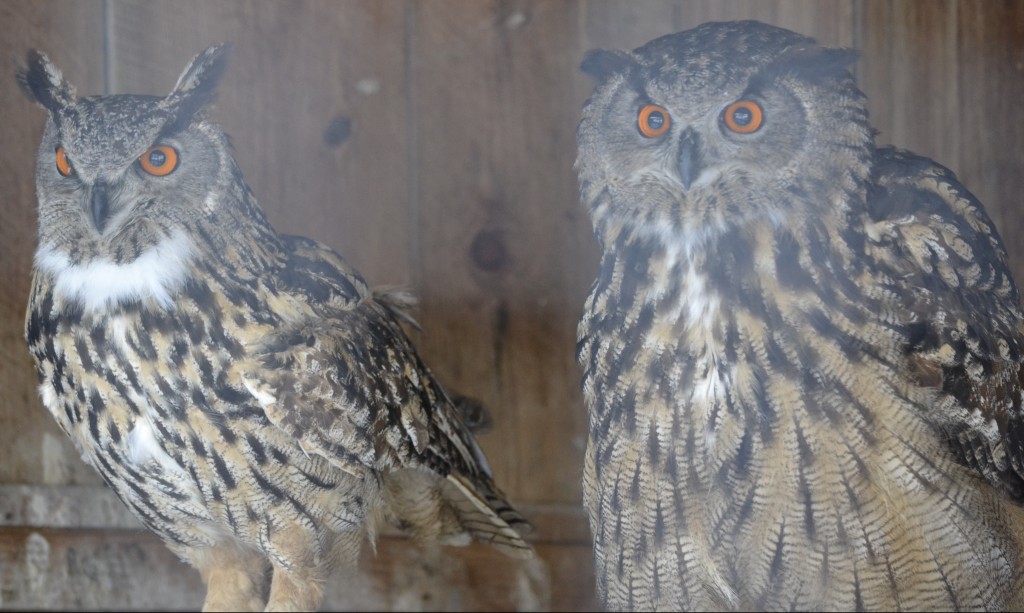 Owl Training - Animal Training Academy