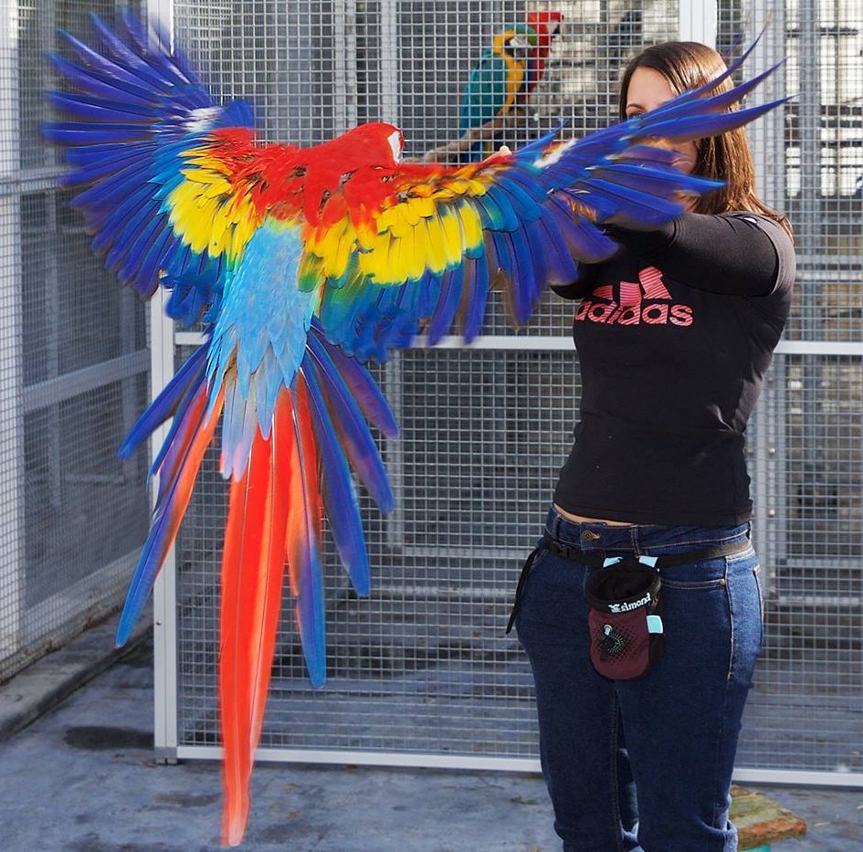 Will positive reinforcement work for you? Lisa Longo - Animal Académie ...