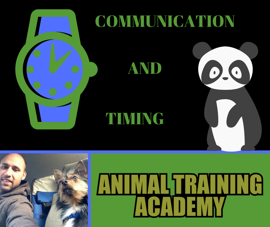 Shaping and teaching new behavior - Animal Training Academy