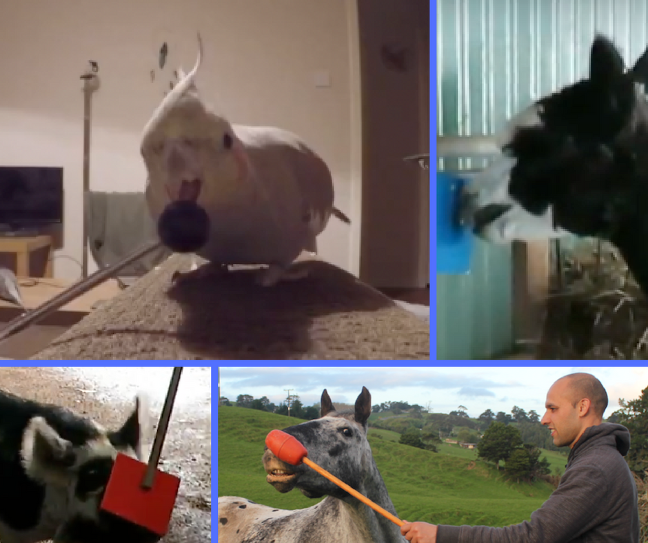 Target training (web-class replay) - Animal Training Academy