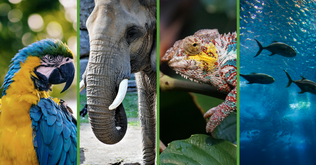 3 step ATA set up - Animal Training Academy