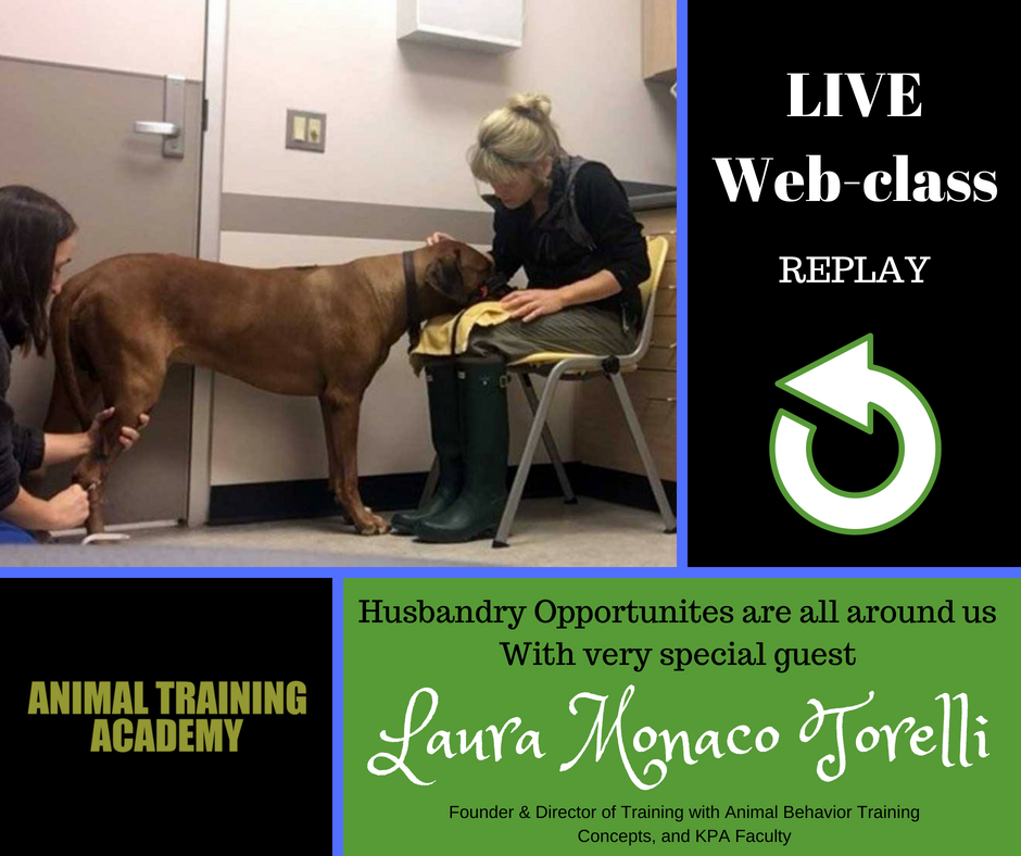 Husbandry Opportunities are all around us with Laura Monaco Torelli ...