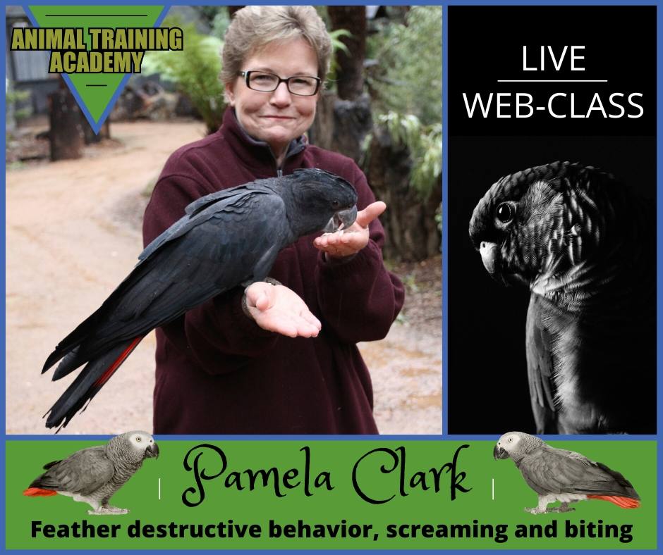 Feather destructive behavior, screaming and biting [in parrots ...