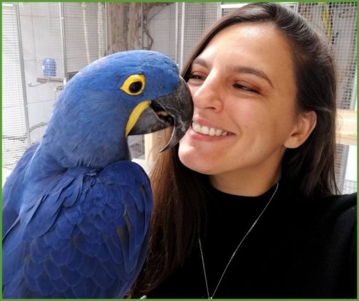 5 big objectives of a R+ certified parrot trainer - By Lisa Longo ...