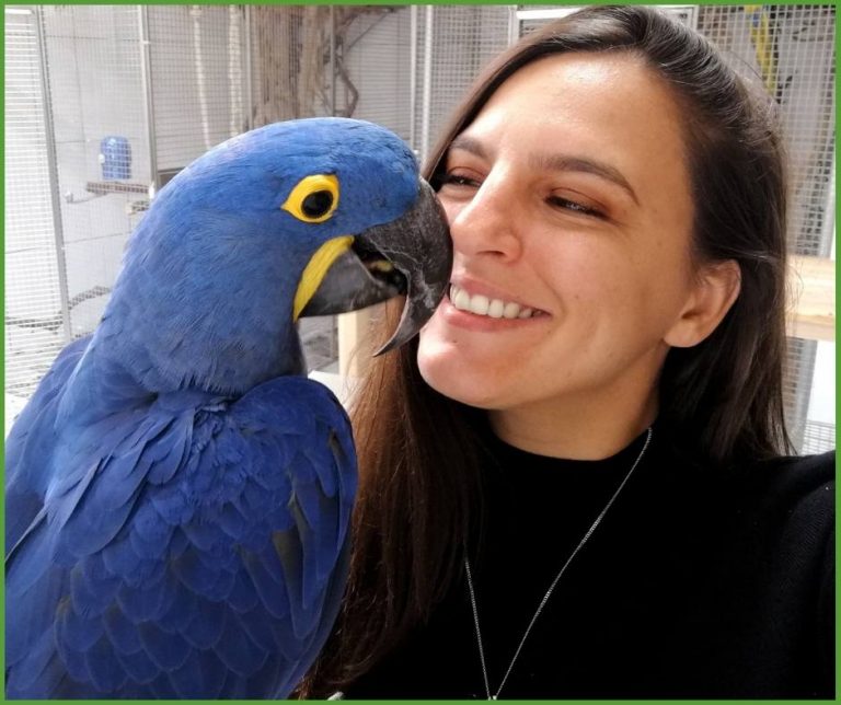 5 big objectives of a R+ certified parrot trainer - By Lisa Longo ...